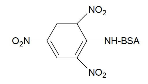 TNP-BSA (Bovine Serum Albumin) | Santa Cruz Biotech