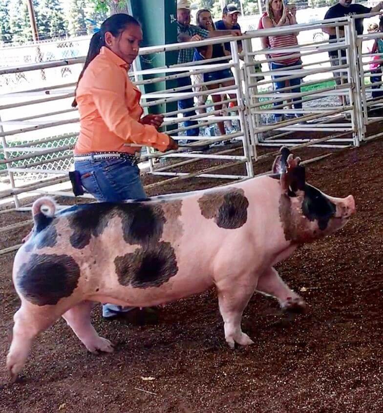 Shop Pharmacy for Sheep Rx Critical Care