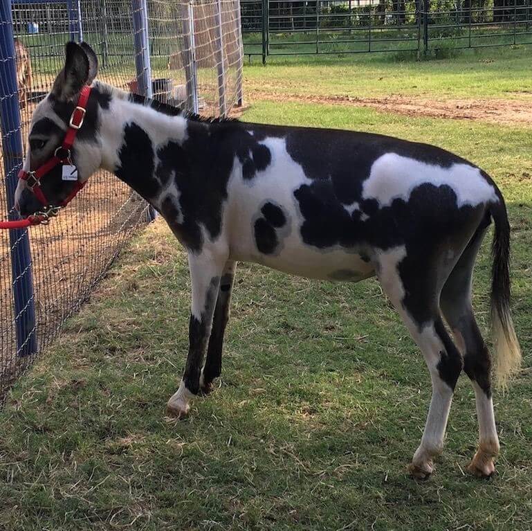 Shop Pharmacy for Sheep Rx Critical Care