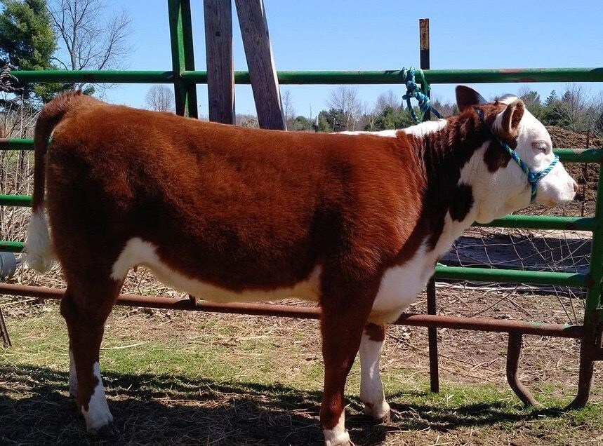 Shop Pharmacy for Sheep Rx Critical Care