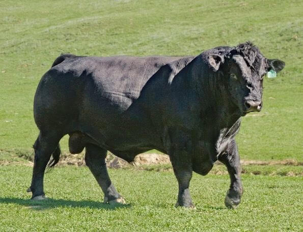 Shop Pharmacy for Sheep Rx Critical Care