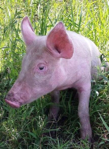 Shop Pharmacy for Sheep Rx Critical Care