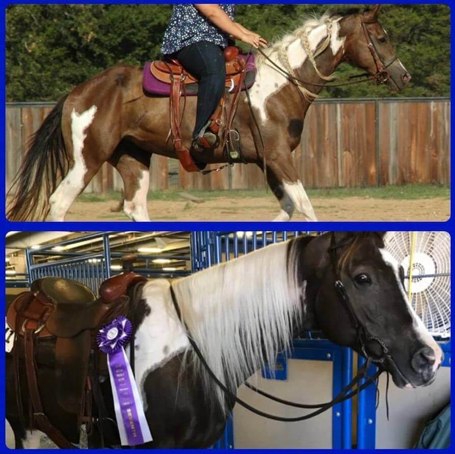 UltraCruz Equine Black Diamond Shampoo® for Horses | Santa Cruz Animal ...