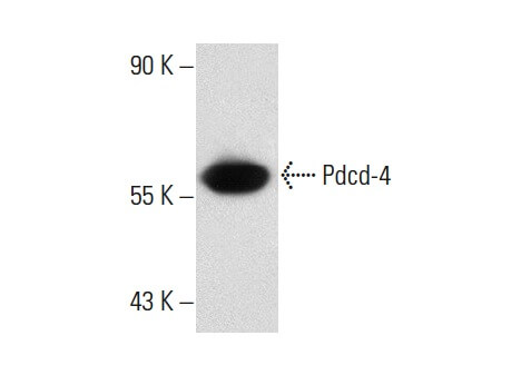Pdcd-4 Antibody (k4C1) | Santa Cruz Biotech