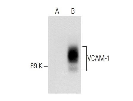 VCAM-1 Antibody (E-10) | Santa Cruz Biotech