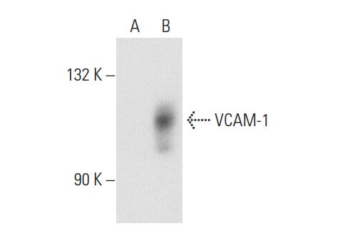VCAM-1 Antibody (C-19) | Santa Cruz Biotech