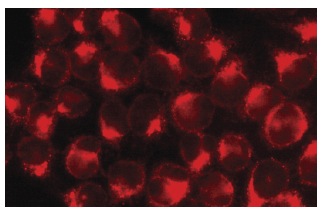 ERGIC-53 Antibody (H-245) | Santa Cruz Biotech