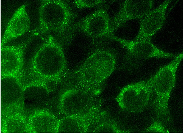 CD68 Antibody (T-16) | Santa Cruz Biotech