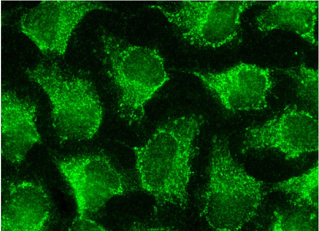 COL2A1 Antibody (H-300) | Santa Cruz Biotech
