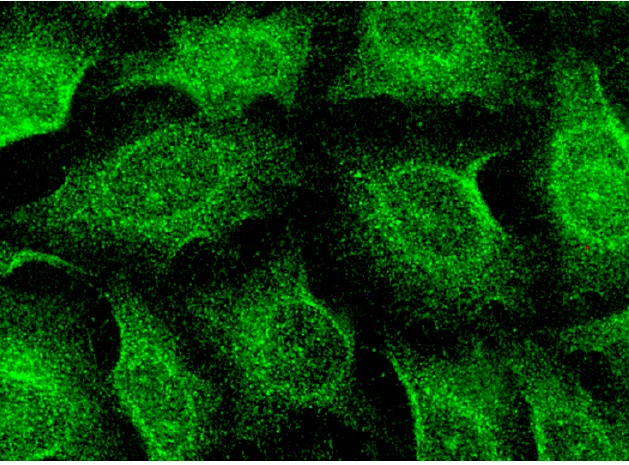 EEA1 Antibody (H-300) | Santa Cruz Biotech