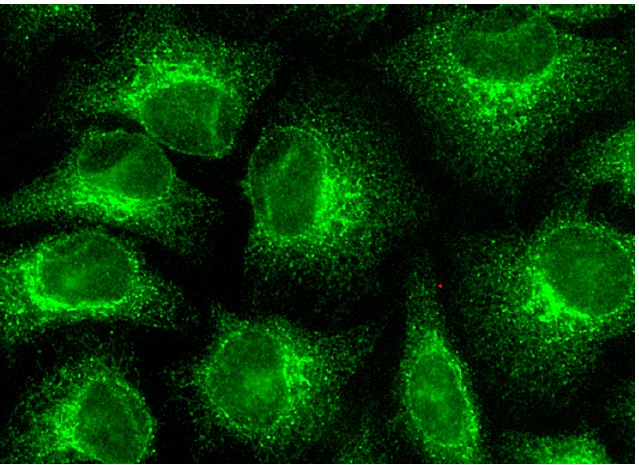 ERGIC-53 Antibody (H-245) | Santa Cruz Biotech