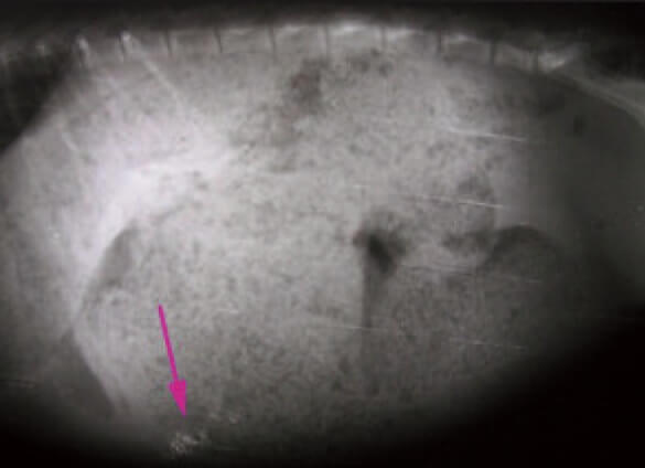 UltraCruz® Goat Copper Bolus for kids | Santa Cruz Animal Health