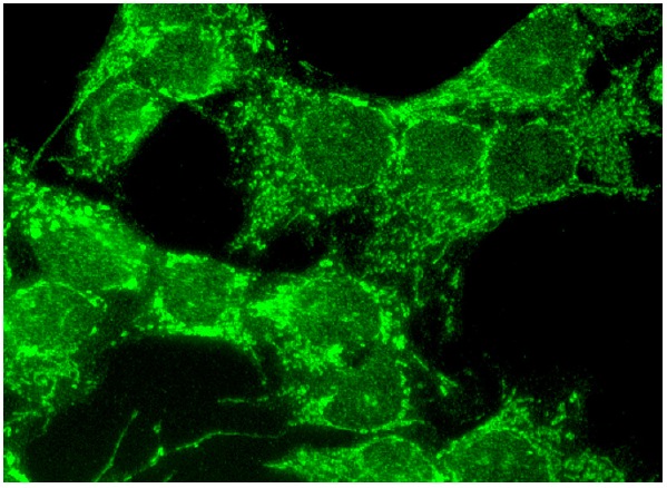 Ribosomal Protein L13 Antibody (H-185) | Santa Cruz Biotech