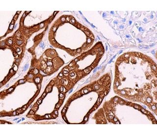 11β-HSD2 Antibody (C-9) - Immunohistochemistry - Image 371453
