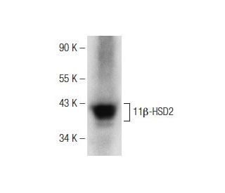 11β-HSD2 Antibody (C-9) - Western Blotting - Image 142508