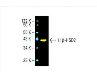 11β-HSD2 Antibody (C-9) - Western Blotting - Image 393144