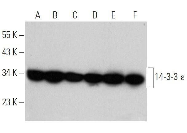 14-3-3 ε抗体 (8C3) | SCBT - Santa Cruz Biotechnology