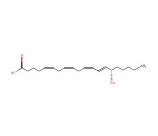15(S)-HETE | CAS 54845-95-3 | SCBT - Santa Cruz Biotechnology