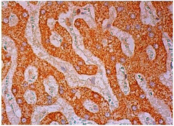 SCBT - Santa Cruz Biotechnology