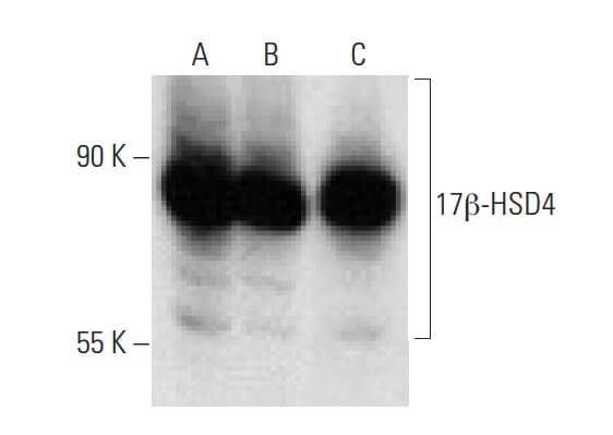 17β-HSD4抗体 (B-5) | SCBT - Santa Cruz Biotechnology