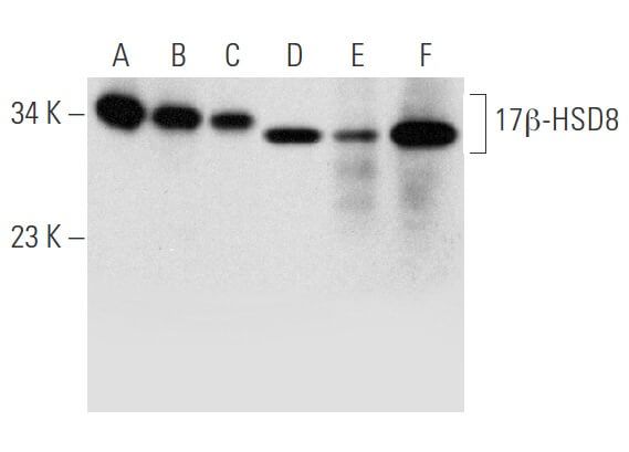 17β-HSD8抗体 (G-4) | SCBT - Santa Cruz Biotechnology