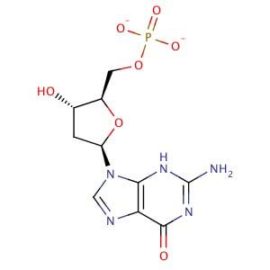 Deoxyguanosine Monophosphate Base