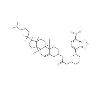 3-hexanoyl-NBD Cholesterol | CAS 201731-19-3 | SCBT - Santa Cruz ...