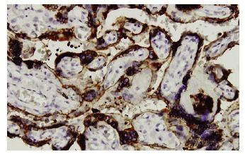 3β-HSD Antibody (37-2) | SCBT - Santa Cruz Biotechnology