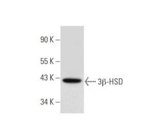 3β-HSD Antibody (A-1) - Western Blotting - Image 344145