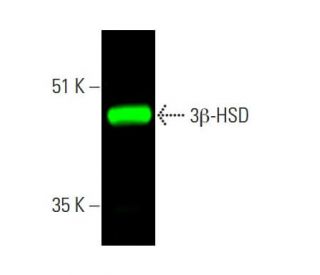 Anti-3β-HSD Antibody (A-1) | SCBT - Santa Cruz Biotechnology