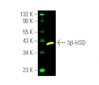3β-HSD Antibody (A-1) - Western Blotting - Image 391359