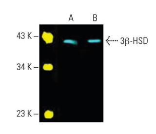 3β-HSD Antibody (A-1) - Western Blotting - Image 396246