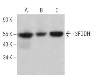 3PGDH Antibody (B-1) | SCBT - Santa Cruz Biotechnology
