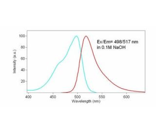 5-FITC cadaverine | SCBT - Santa Cruz Biotechnology