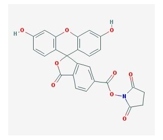 6-Carboxyfluorescein N-hydroxysuccinimide ester | CAS 92557-81-8 | SCBT ...