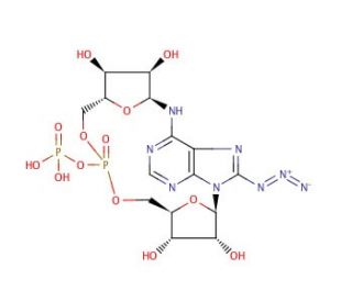 8-Azido-cyclic adenosine diphosphate-ribose | CAS 150424-94-5 | SCBT ...