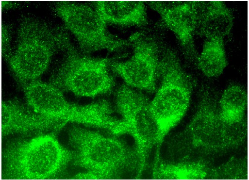 Adenylate cyclase/ADCY Antibody (C-5) | SCBT - Santa Cruz Biotechnology