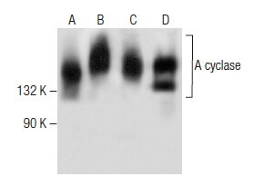 Adenylate cyclase/ADCY Antibody (C-5) | SCBT - Santa Cruz Biotechnology