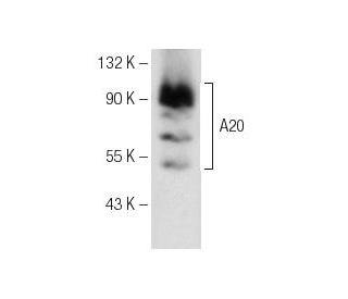 Anticorpo A20/TNFAIP3 (B-5) | SCBT - Santa Cruz Biotechnology
