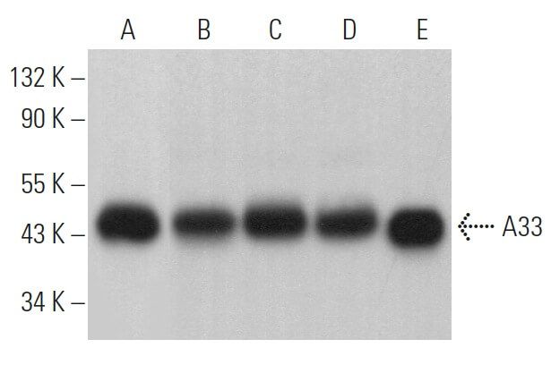 A33 Antibody (E-8) | SCBT - Santa Cruz Biotechnology