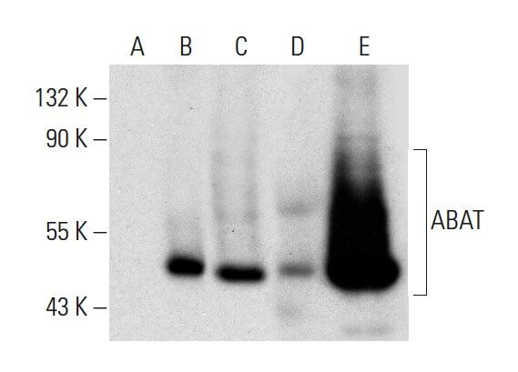 ABAT Antibody (B-12) | SCBT - Santa Cruz Biotechnology