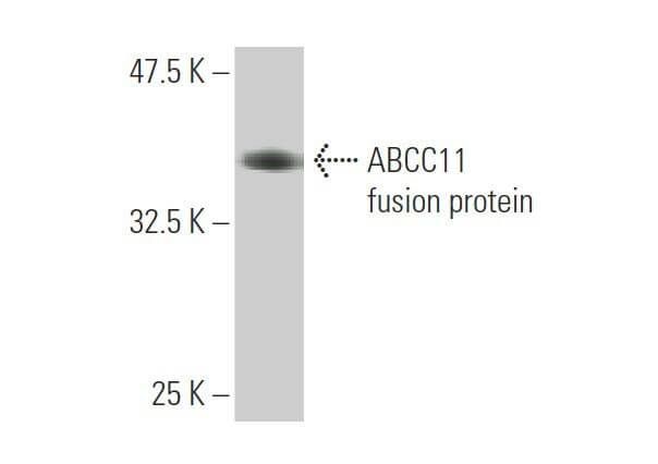 ABCC11 Antibody (4H6) | SCBT - Santa Cruz Biotechnology