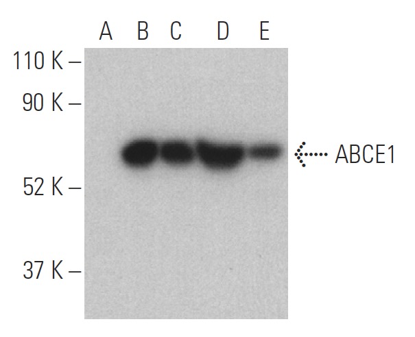 ABCE1 Antibody (F-1) | SCBT - Santa Cruz Biotechnology