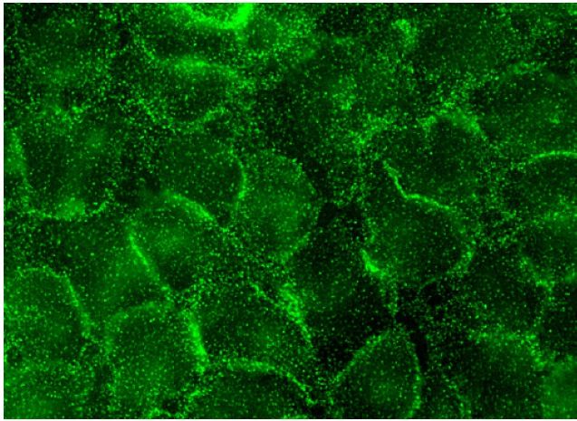ABCG2 Antibody (5D3) | SCBT - Santa Cruz Biotechnology