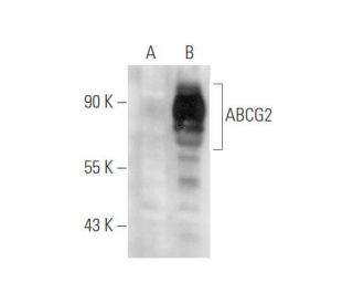 ABCG2 Antibody (6D171) - Western Blotting - Image 65899