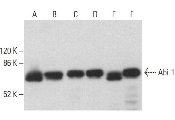 Abi-1 항체 (B-12) | SCBT - Santa Cruz Biotechnology