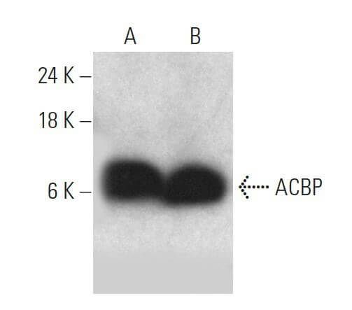 ACBP抗体 (C-9) | SCBT - Santa Cruz Biotechnology