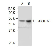 ACOT1/2 Antibody (F-2) | SCBT - Santa Cruz Biotechnology