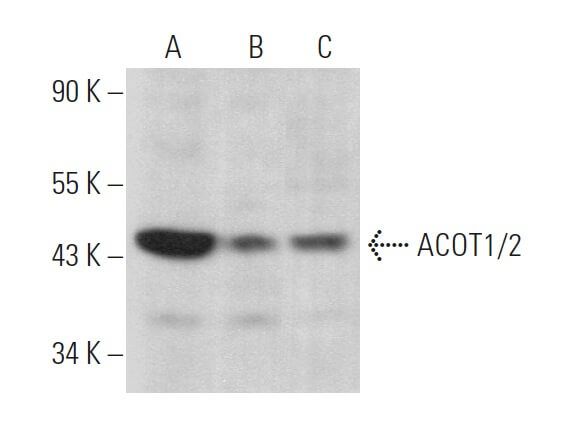 ACOT1/2 Antibody (F-6) | SCBT - Santa Cruz Biotechnology