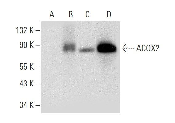 ACOX2 Antibody (A-7) | SCBT - Santa Cruz Biotechnology